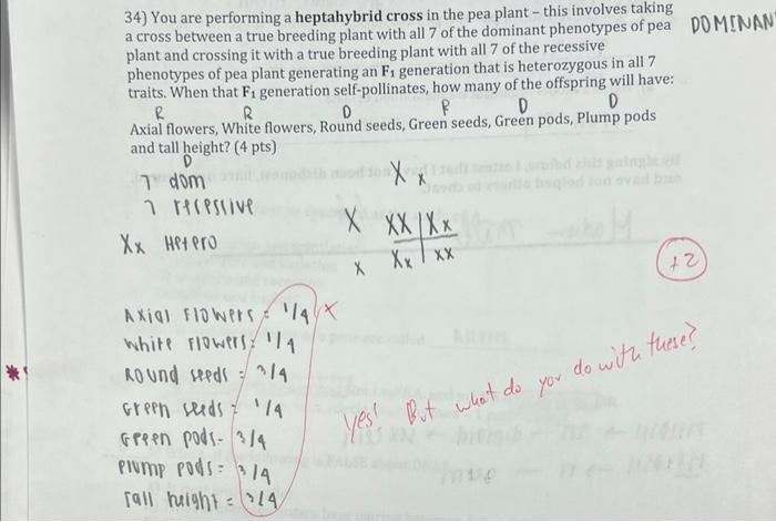 Solved 34) You are performing a heptahybrid cross in the pea | Chegg.com