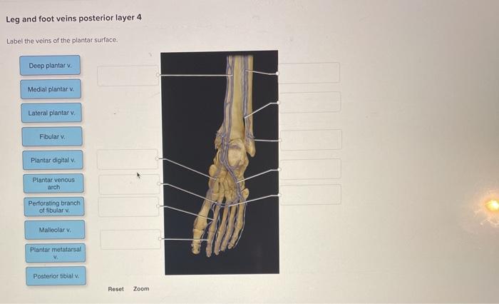 Solved Leg and foot veins posterior layer 4 Label the veins | Chegg.com