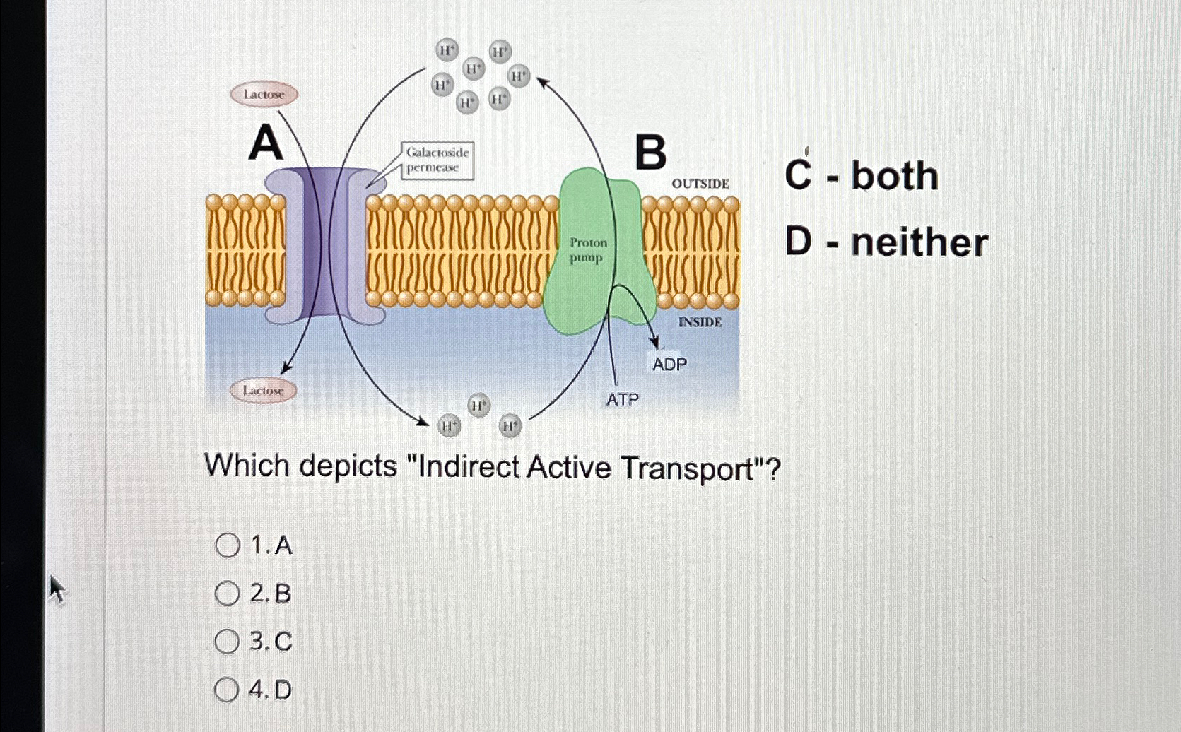 Solved Which depicts "Indirect Active Transport"?1.A2. ﻿B3. | Chegg.com