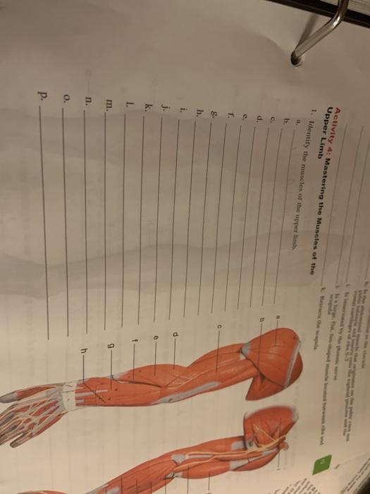 Solved Activity 4: Mastering the Muscles of the Upper Limb | Chegg.com Solved Activity 4: Mastering the Muscles of the Upper Limb | Chegg.com