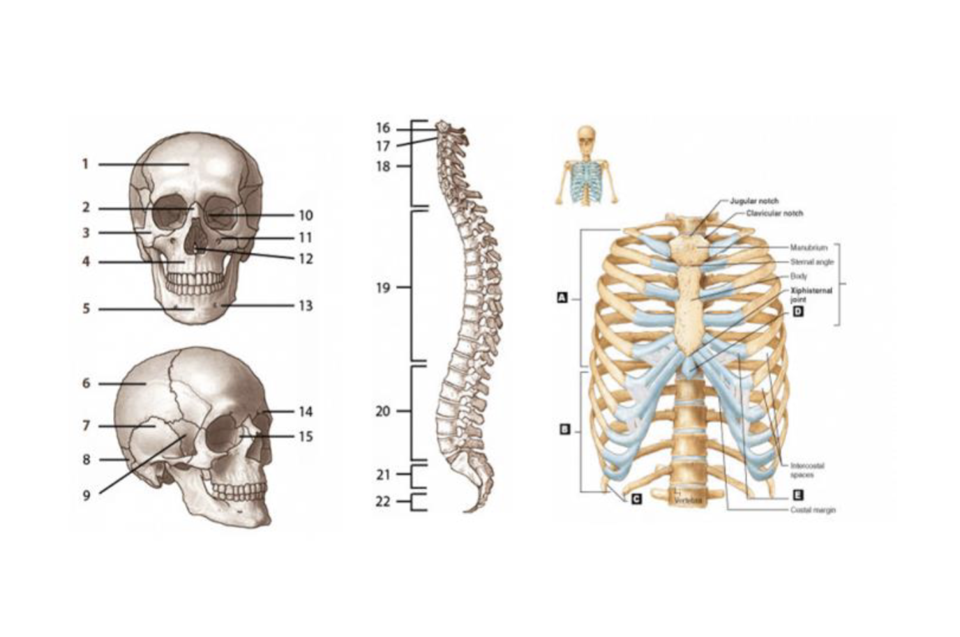 Solved Label the axial skeleton using the list of terms | Chegg.com