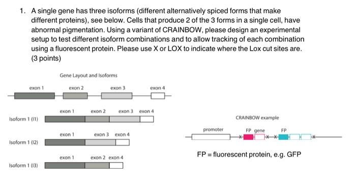 Solved 1. A single gene has three isoforms (different | Chegg.com