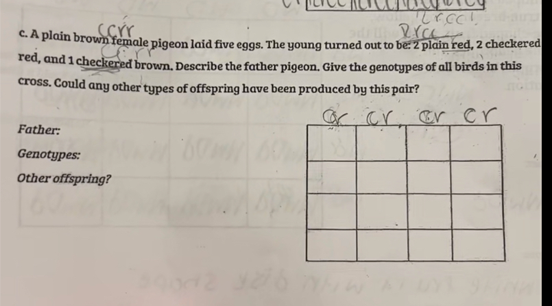 Solved c. ﻿A plain brown female pigeon laid five eggs. The | Chegg.com