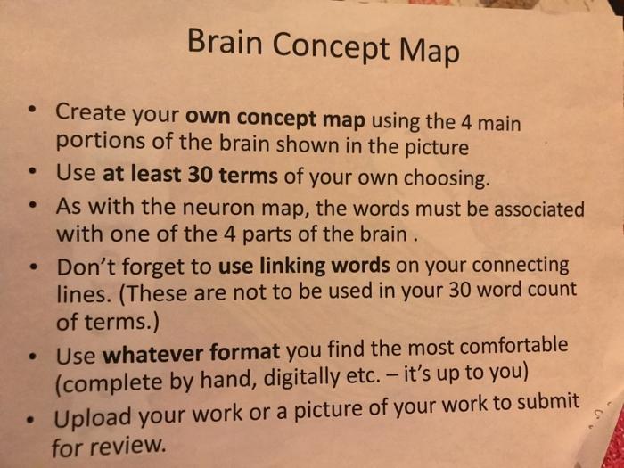 Solved Brain Concept Map • Create your own concept map using | Chegg.com