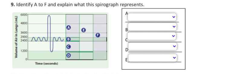Solved Identify A to F and explain what this spirograph | Chegg.com