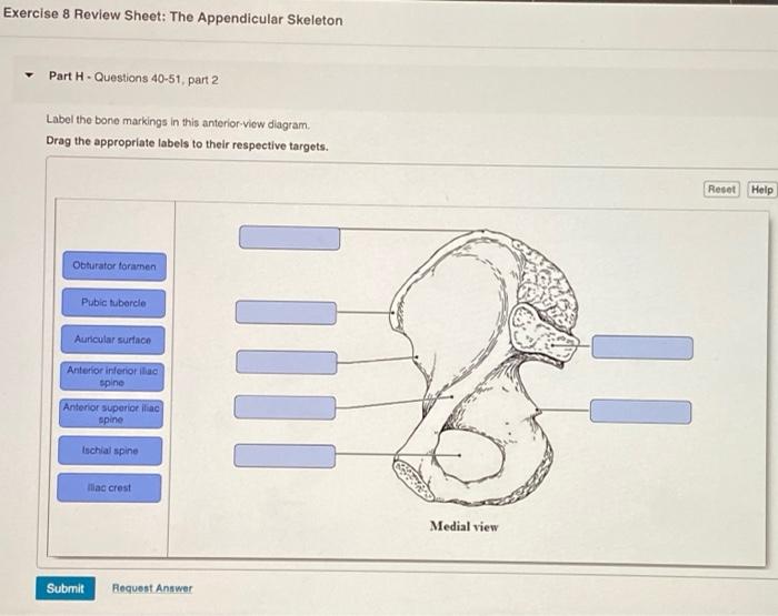 Solved Exercise 8 Review Sheet: The Appendicular Skeleton | Chegg.com