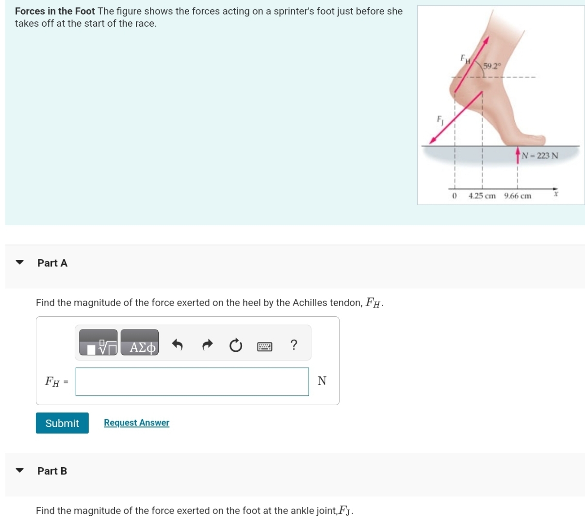 Solved Forces in the Foot The figure shows the forces acting | Chegg.com