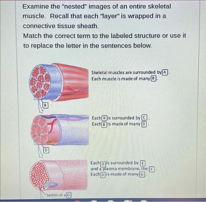 Solved Examine the "nested" images of an entire skeletal | Chegg.com