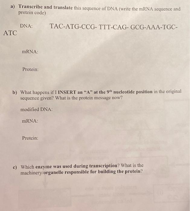 Solved a) Transcribe and translate this sequence of DNA | Chegg.com