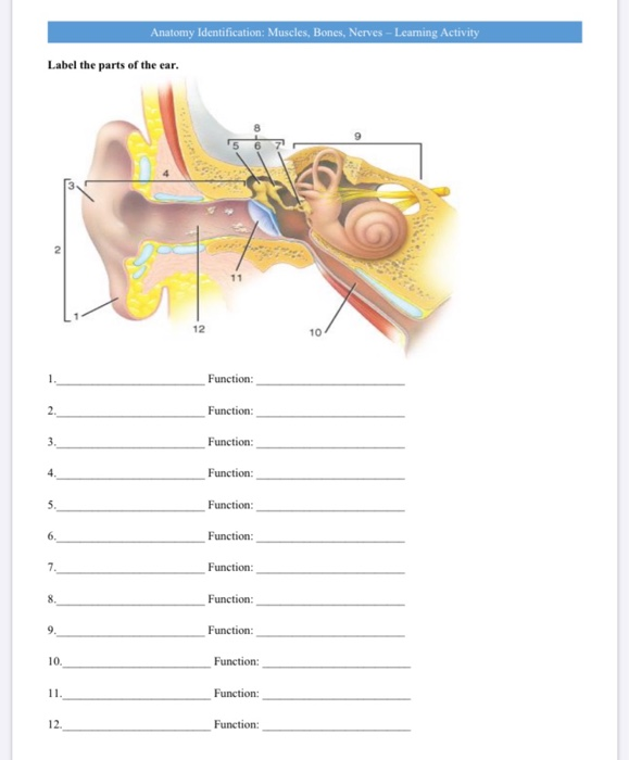 Solved Anatomy Identification: Muscles, Bones, Nerves - | Chegg.com