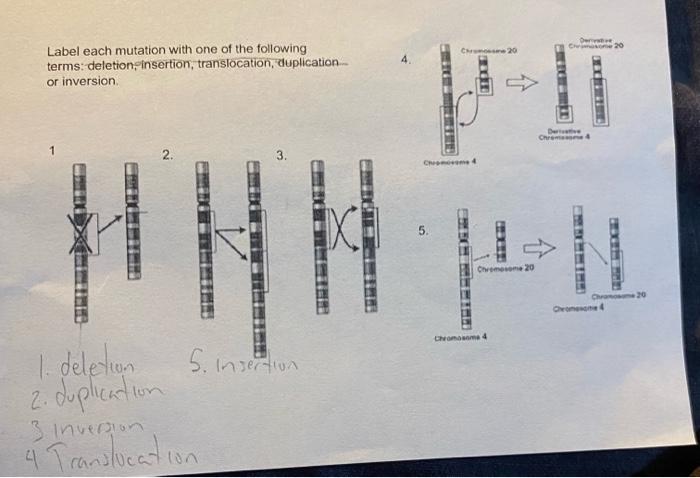 Solved Label each mutation with one of the following terms: | Chegg.com