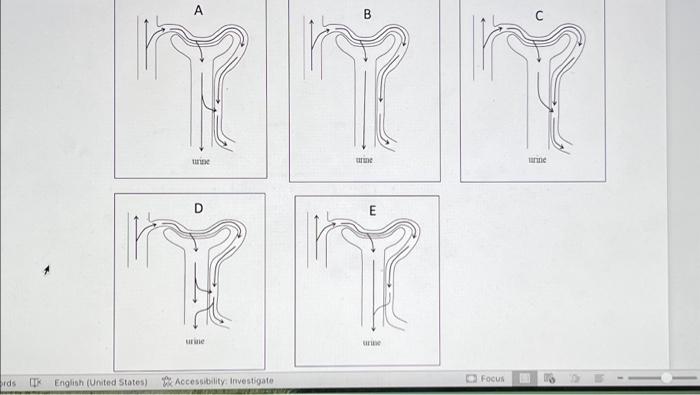 Solved 1. The diagram on the right illustrates a nephron | Chegg.com
