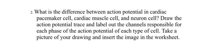 Solved 2. What is the difference between action potential in | Chegg.com