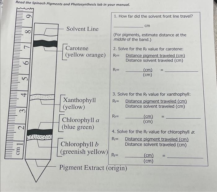 Solved Read the Spinach Piaments nnd Phnthcunthecie lah in | Chegg.com