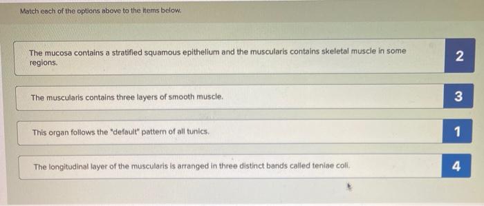 Solved The "default" pattern of the GI tract tunics includes | Chegg.com