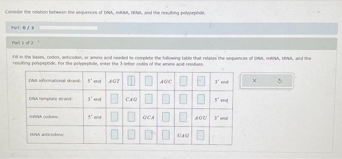 Solved Consider the relation between the sequences of DNA, | Chegg.com
