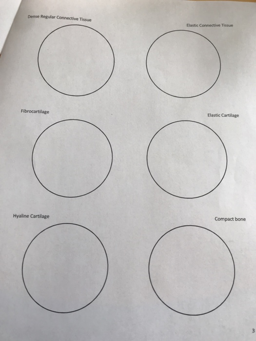 Solved Simple Squamous Epithelium Simple Cuboidal Epithelium | Chegg.com