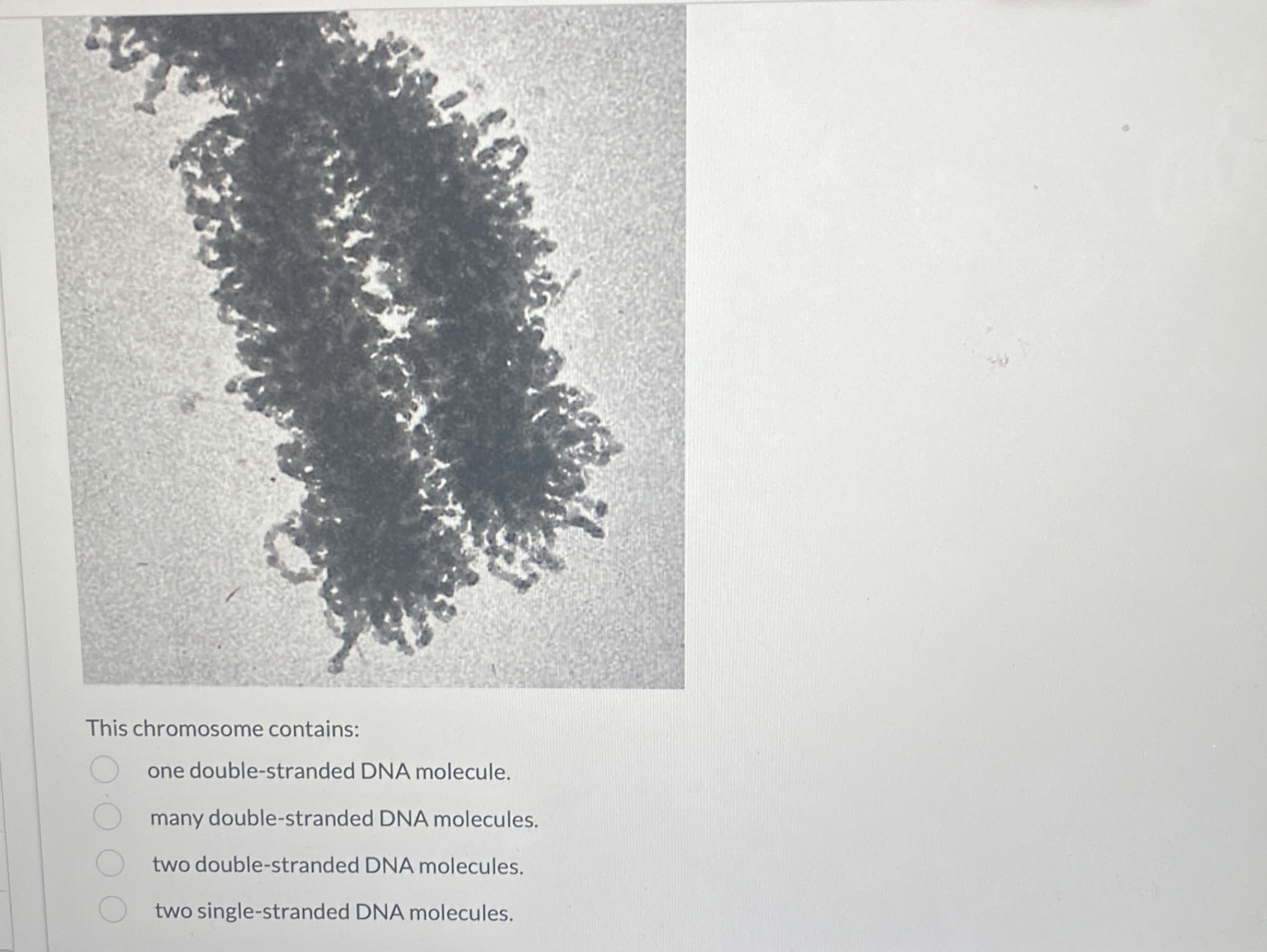 Solved This chromosome contains:one double-stranded DNA | Chegg.com