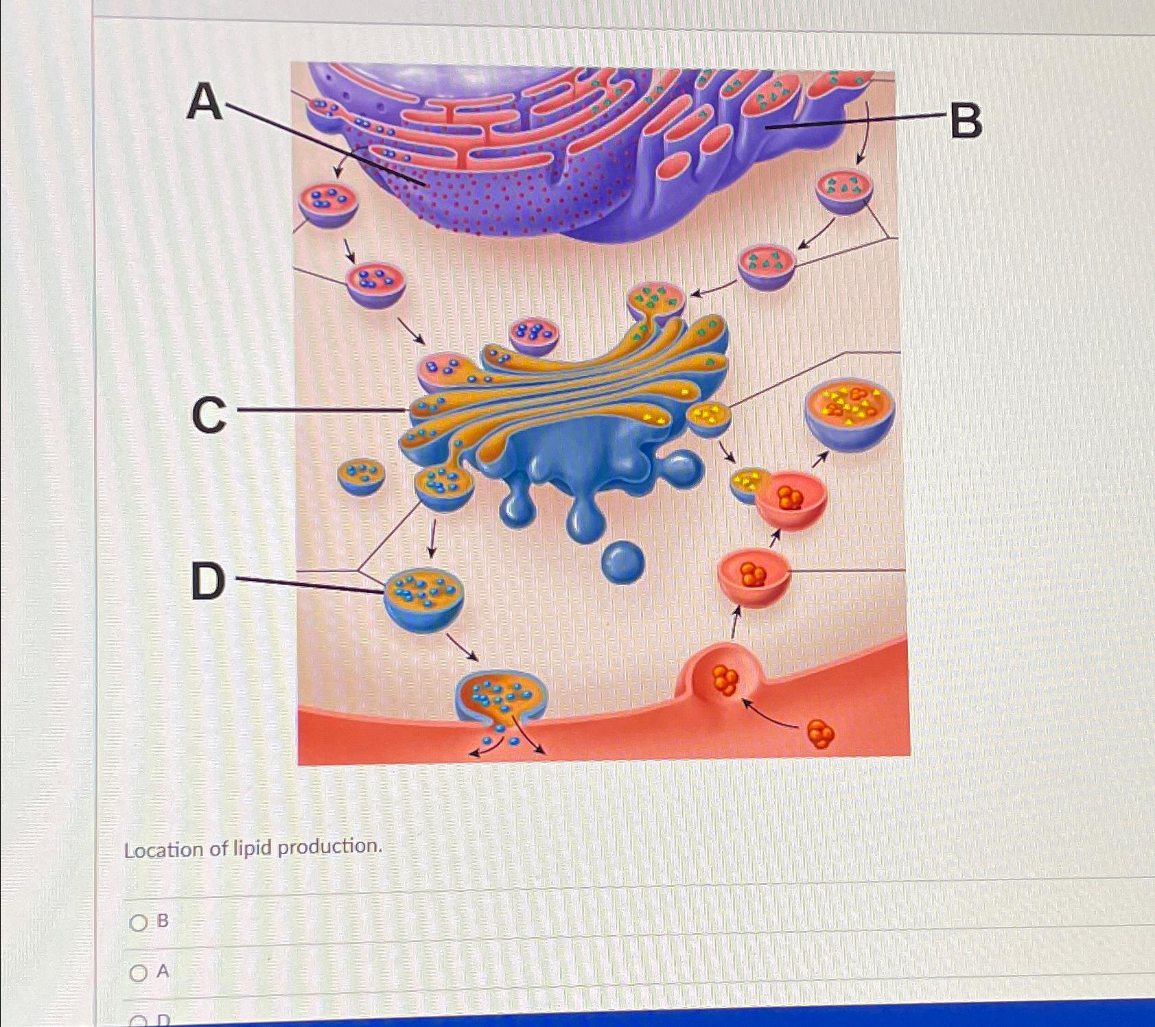 Solved Location of lipid production.B | Chegg.com