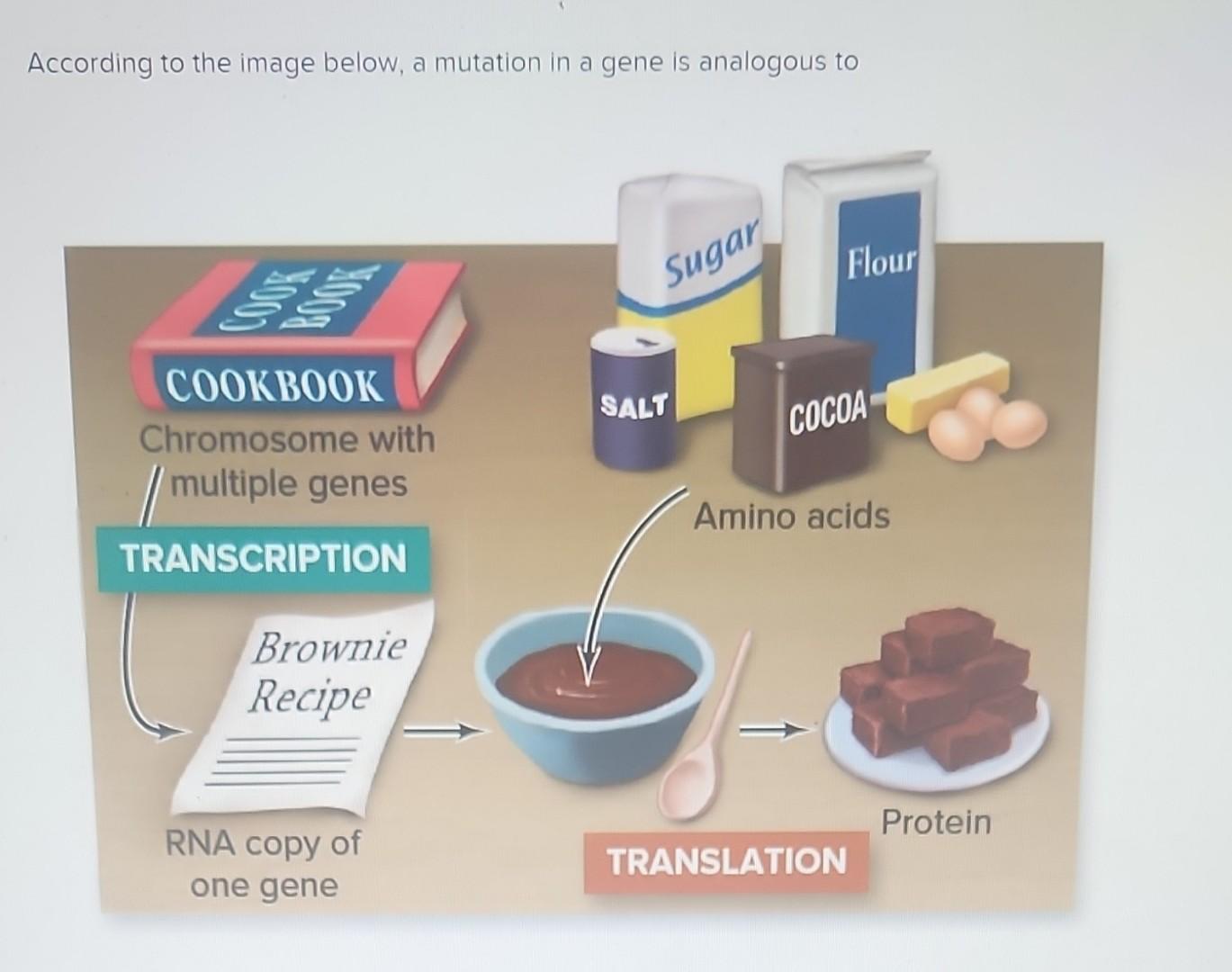 Solved According to the image below, a mutation in a gene is | Chegg.com