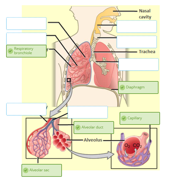Solved Identify the components in the process of | Chegg.com