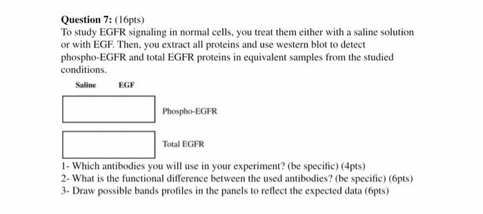Solved Question 7: (16pts) To study EGFR signaling in normal | Chegg.com