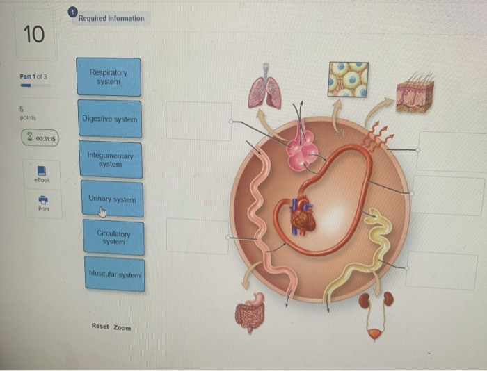 Solved Required information Part 1 of 3 Respiratory system | Chegg.com
