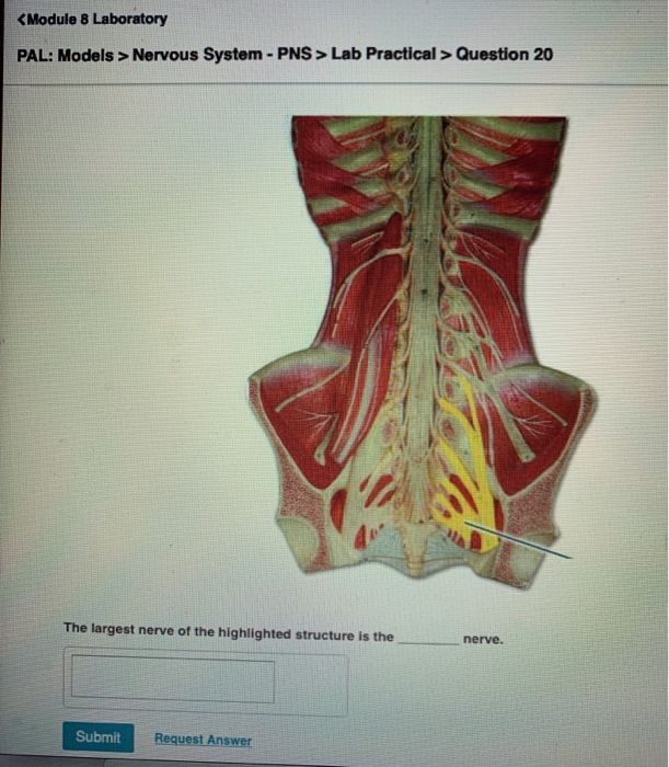 Solved Nervous System - PNS > Lab Practical > Question 20 | Chegg.com