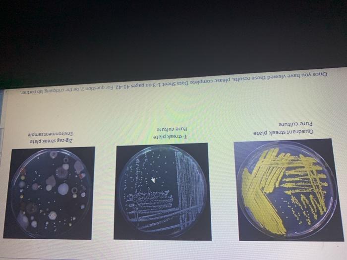 reme ww. Zig-zag streak plate Environment sample | Chegg.com