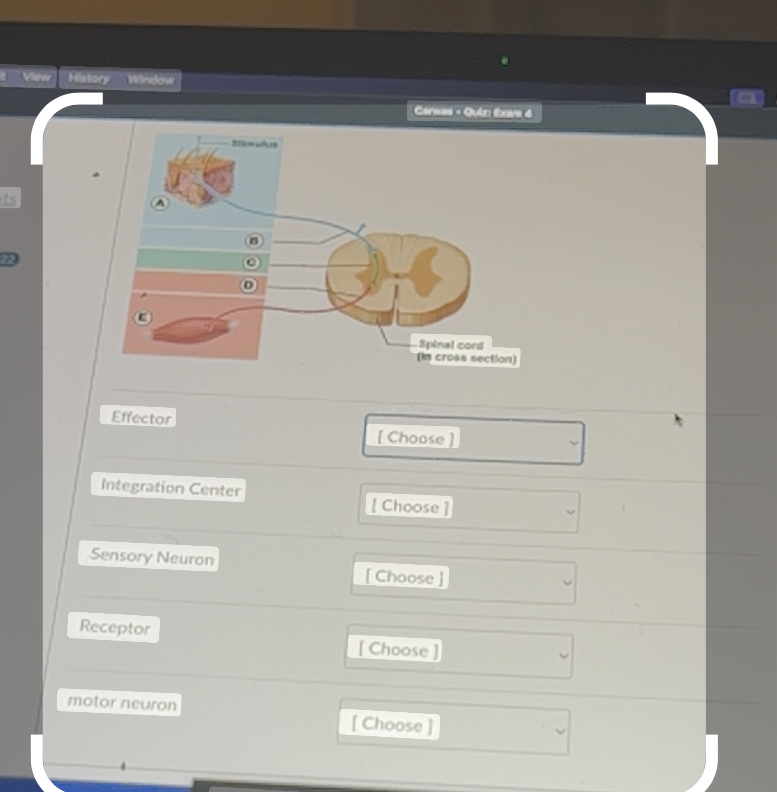 Solved choustromerts22EffectorIntegration CenterSensory | Chegg.com
