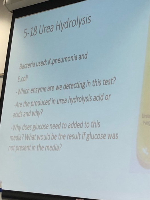 Solved 5-18 Urea Hydrolysis Bacteria used:K.pneumonia and | Chegg.com