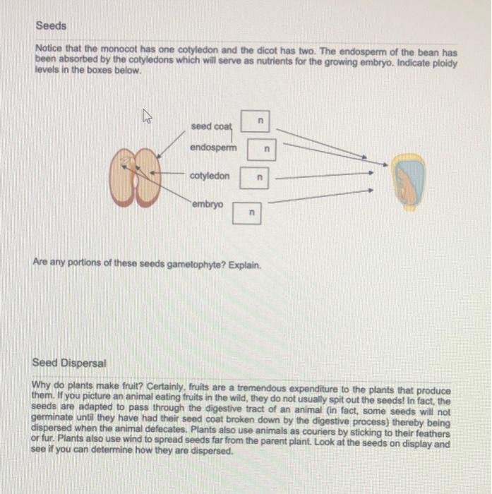 Solved Seeds Notice that the monocot has one cotyledon and | Chegg.com