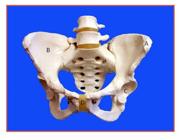 Solved Identify the bony landmarks: ﻿Write your answers | Chegg.com