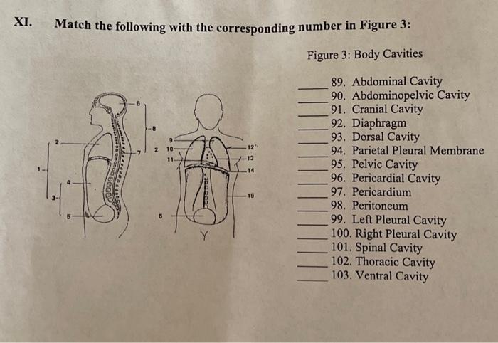 Solved XI. Match the following with the corresponding number | Chegg.com