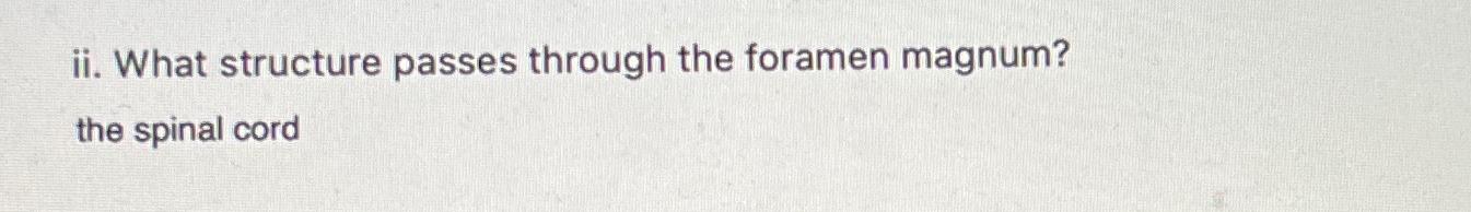 Solved ii. ﻿What structure passes through the foramen | Chegg.com
