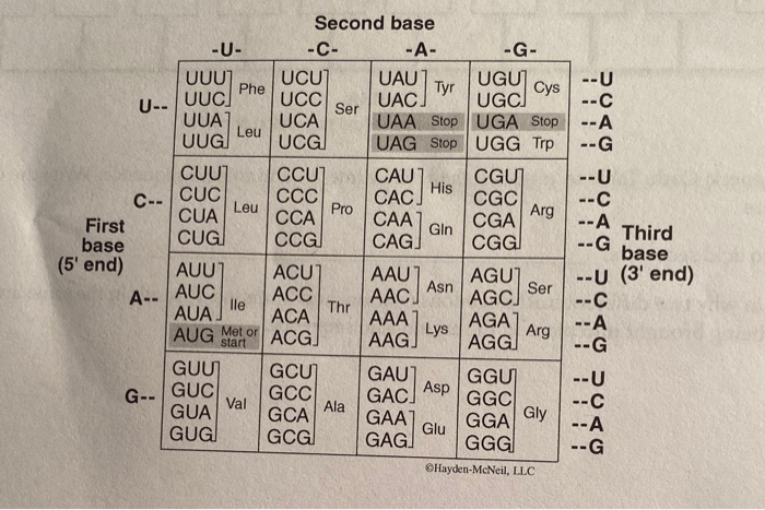 Solved MUTATION #3 9. In Mutation #3, an insertion of three | Chegg.com