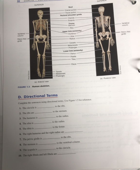 Solved 10 EXERC SUPER SUPERIOR Skull verb Pelvic thi | Chegg.com