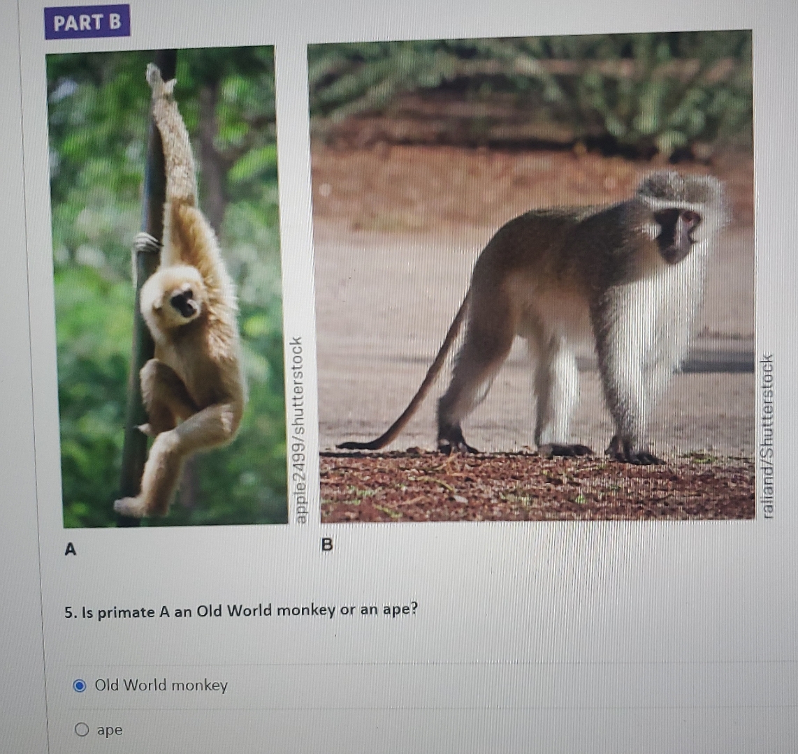 Solved PART BA B5. ﻿Is primate A ﻿an Old World monkey or an | Chegg.com