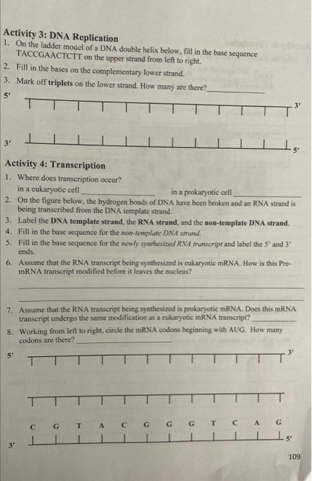 Solved Activity 3: DNA Replication 1. On the ladder model of | Chegg.com