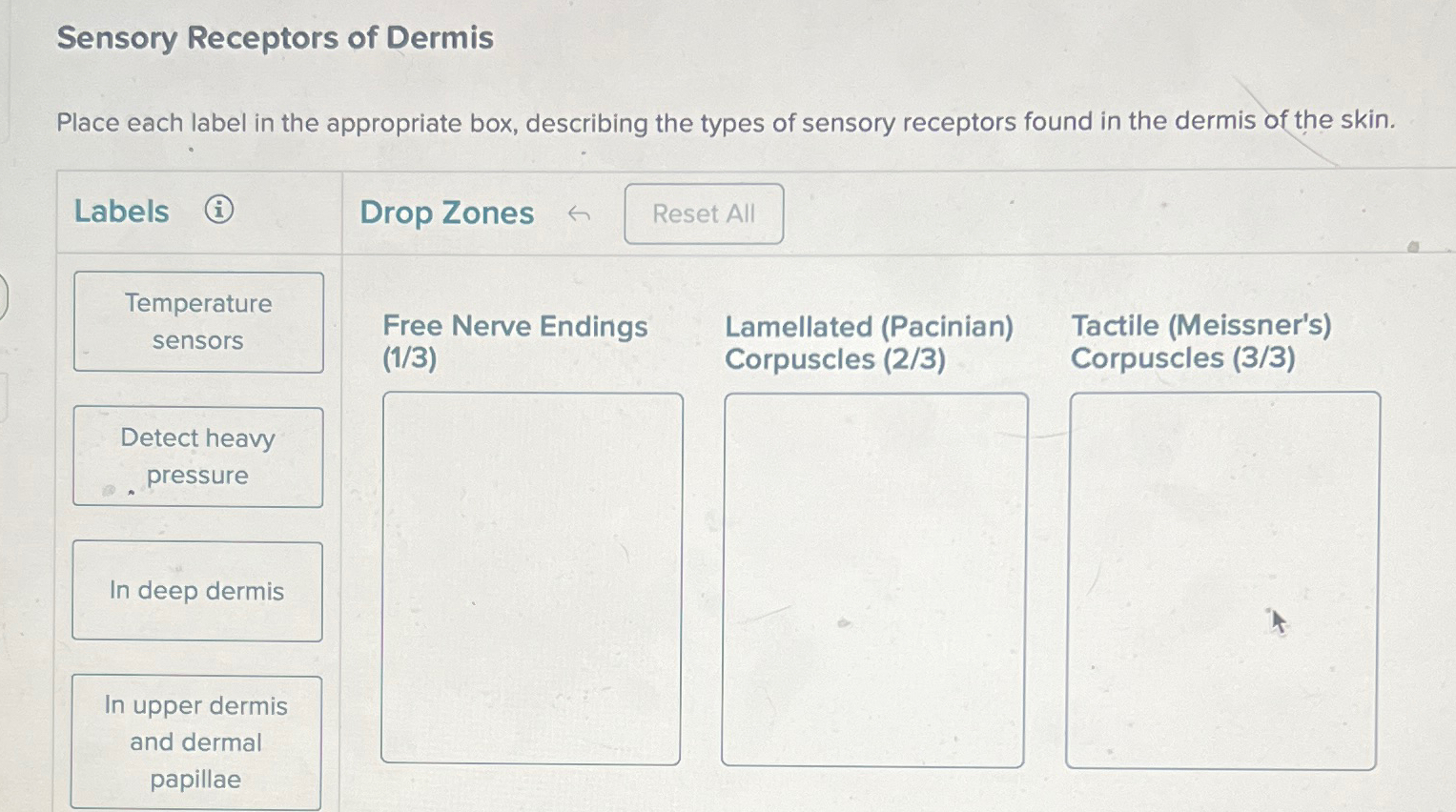 Solved Sensory Receptors of DermisPlace each label in the | Chegg.com