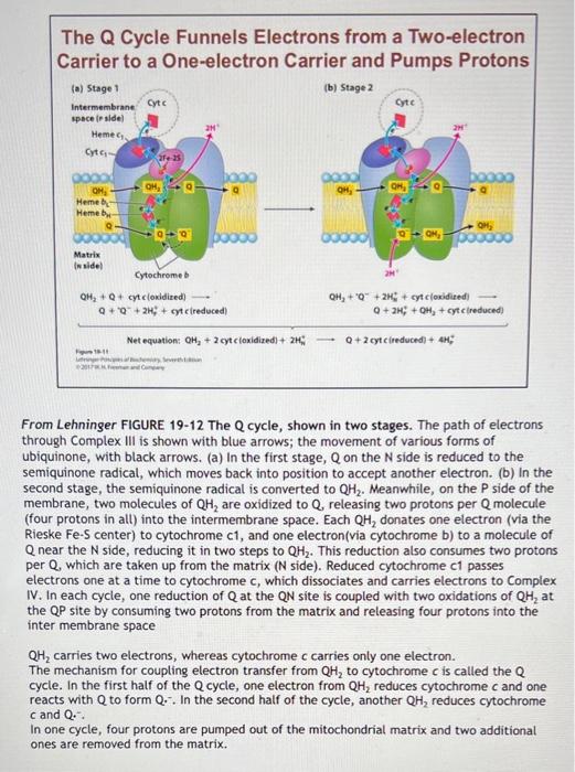 The Q Cycle Funnels Electrons from a Two-electron | Chegg.com