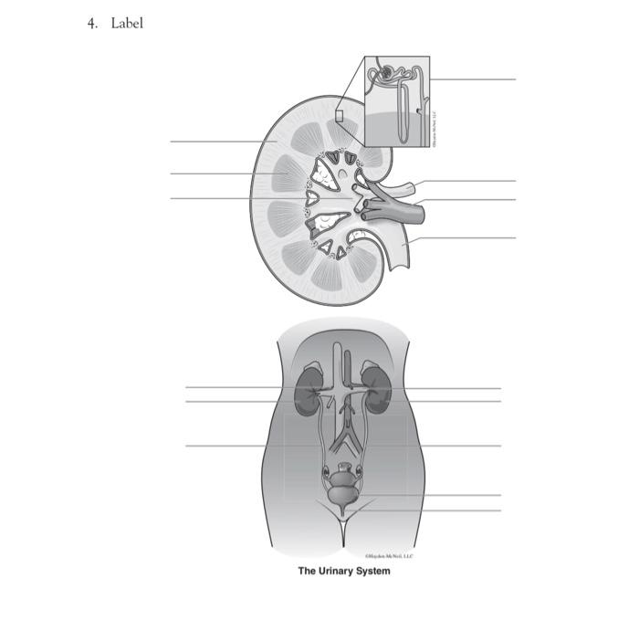 Solved 4. Label The Urinary System | Chegg.com