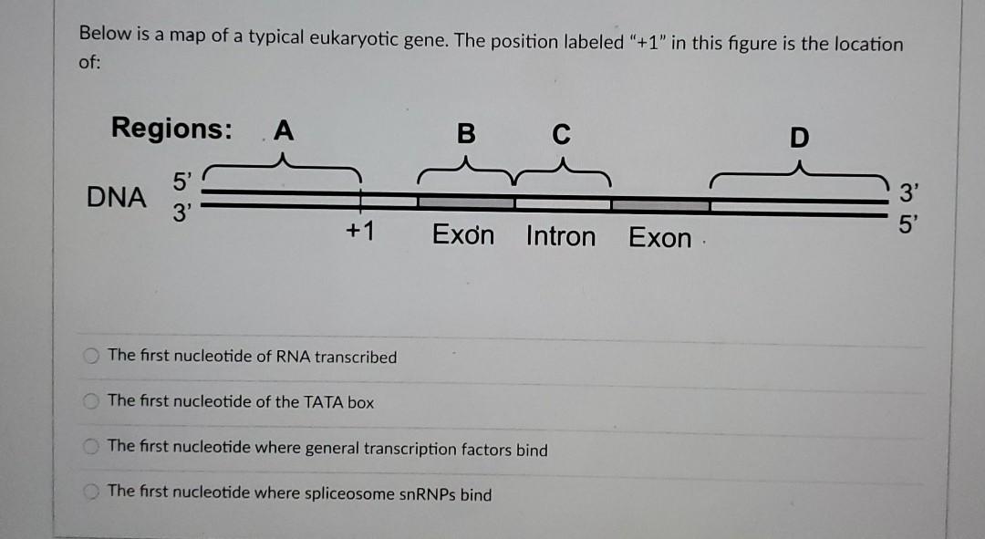 Solved Below is a map of a typical eukaryotic gene. The | Chegg.com