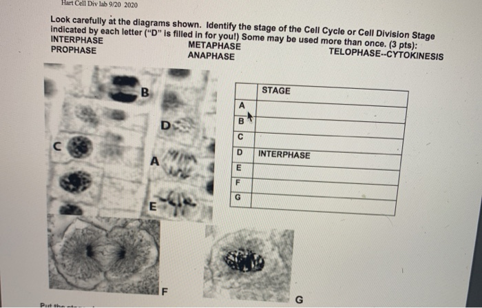 Solved Hart Cell Div lab 9/20 2020 Look carefully at the | Chegg.com