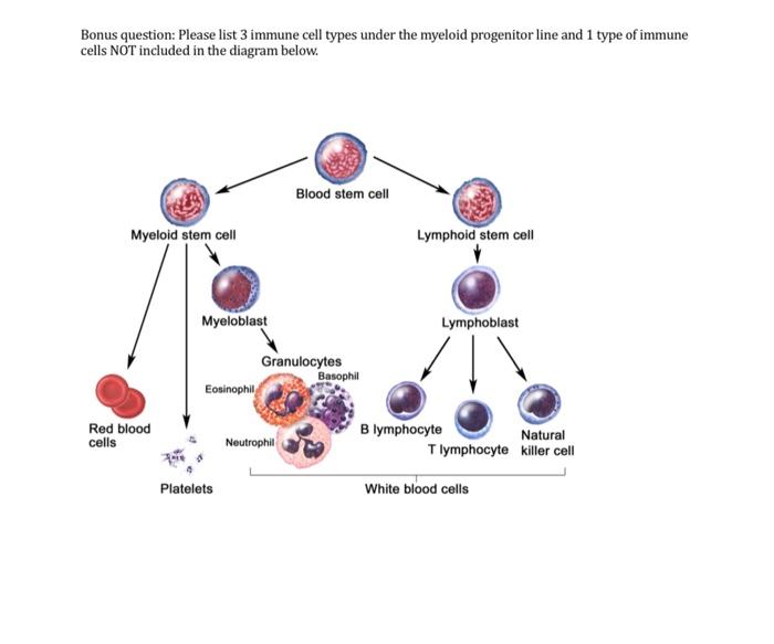 Solved Bonus question: Please list 3 immune cell types under | Chegg.com Solved Bonus question: Please list 3 immune cell types under | Chegg.com
