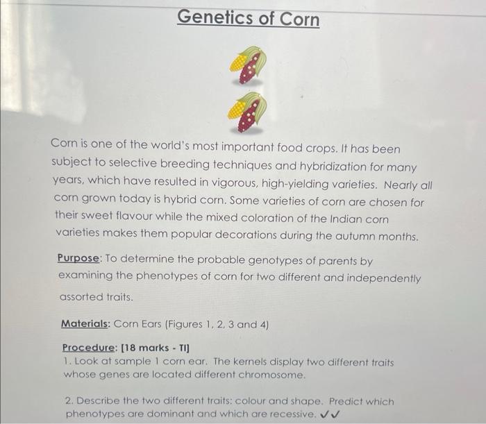 Genetics of Corn Corn is one of the world's most | Chegg.com