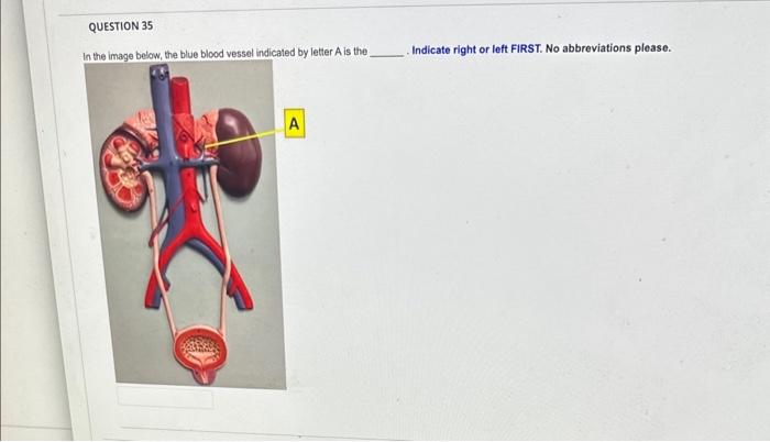 Solved In the imane holmv tha hlue blood vessel indicated by | Chegg.com