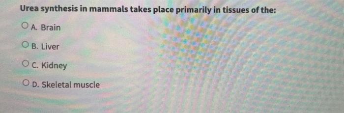 Solved Urea synthesis in mammals takes place primarily in | Chegg.com