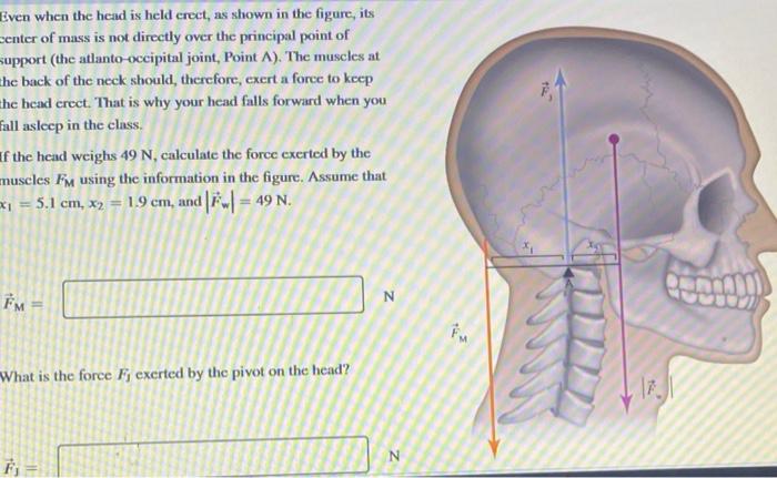 Solved Even when the head is held ereet, as shown in the | Chegg.com