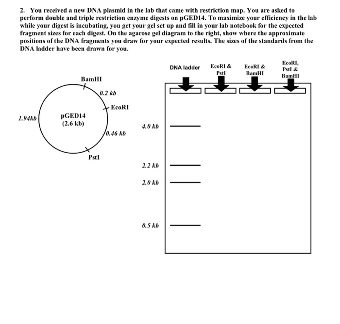 Solved 2. You received a new DNA plasmid in the lab that | Chegg.com